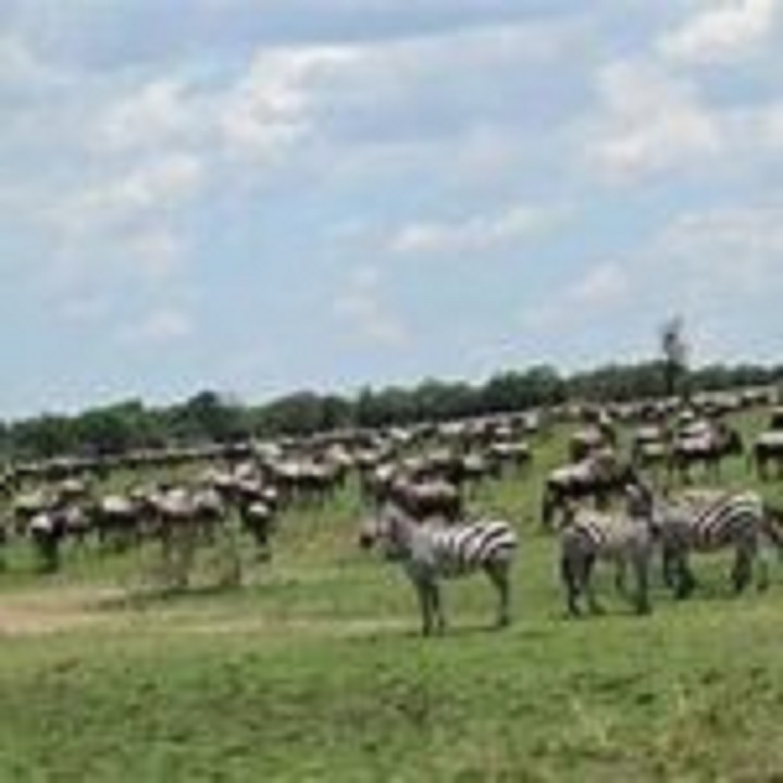6 Days Best Safari to Tanzania – Purpose Tours and Travel